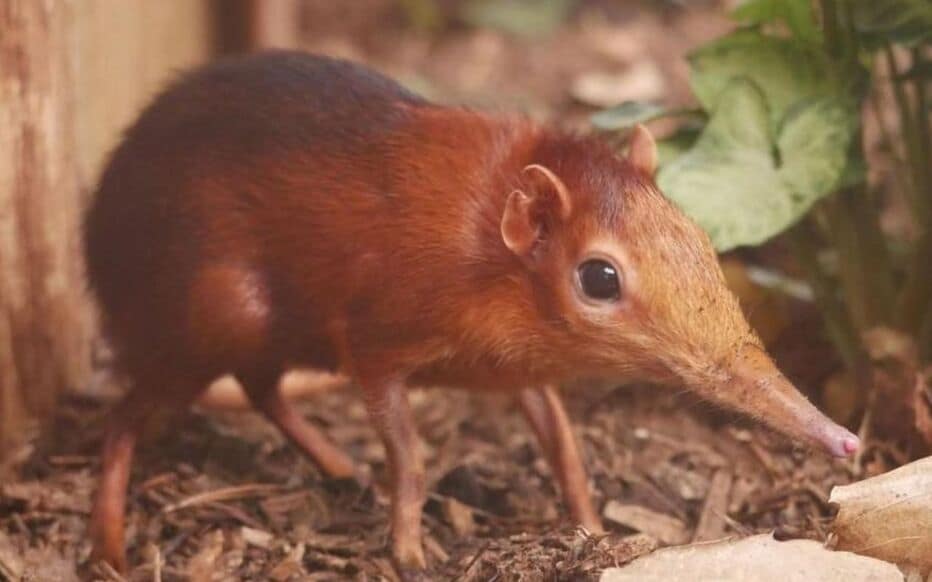 Les 6 Animaux endémiques de Djibouti : espèces terrestres