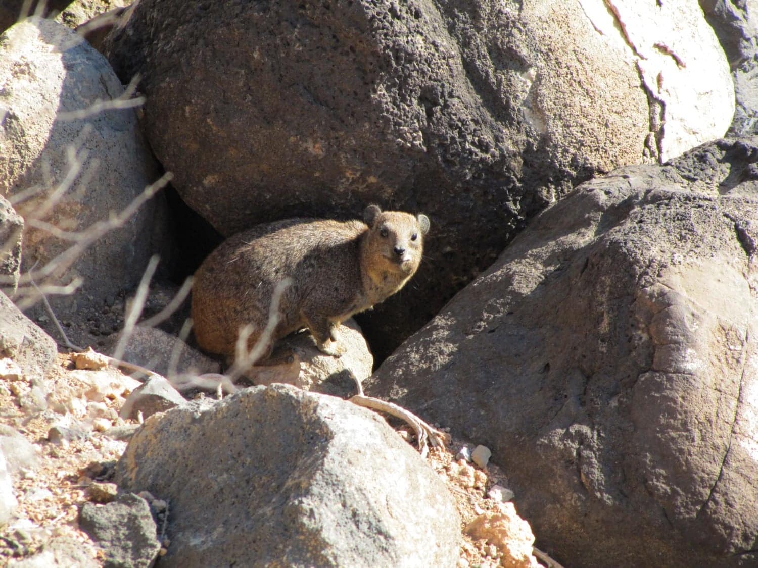 Animaux Djibouti sur Terre, en Mer et en l'Air - Africorne Travel